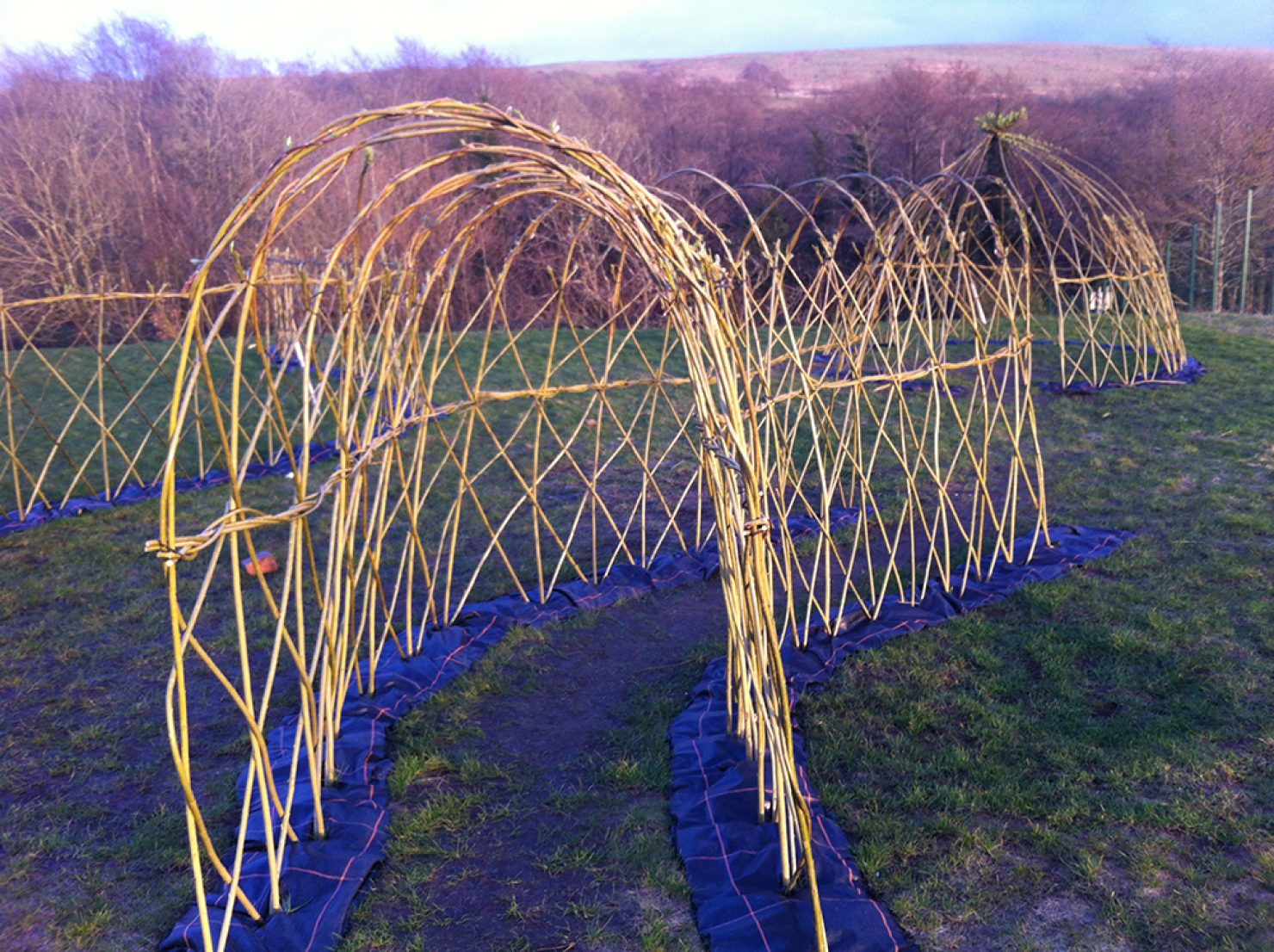 Planting Living Willow Structures - The Basketmakers' Association